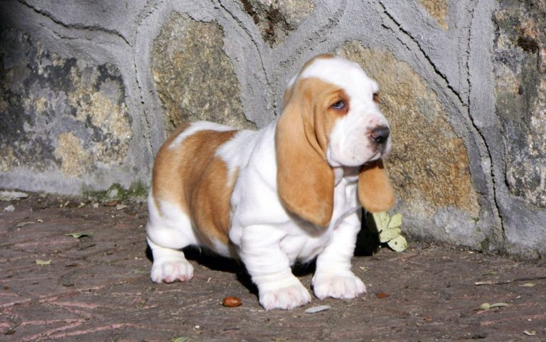 Caracteristicas e Historia del Perro Basset Hound Conocelo Ya