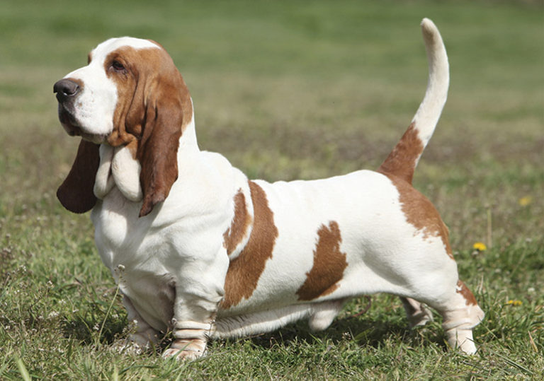 Caracteristicas e Historia del Perro Basset Hound Conocelo Ya