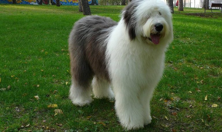 Perro Bobtail su Historia, Caracteristicas y Mas Ven y Conocelo