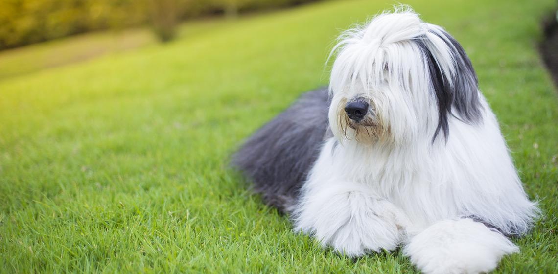 Perro Bobtail su Historia, Caracteristicas y Mas Ven y Conocelo