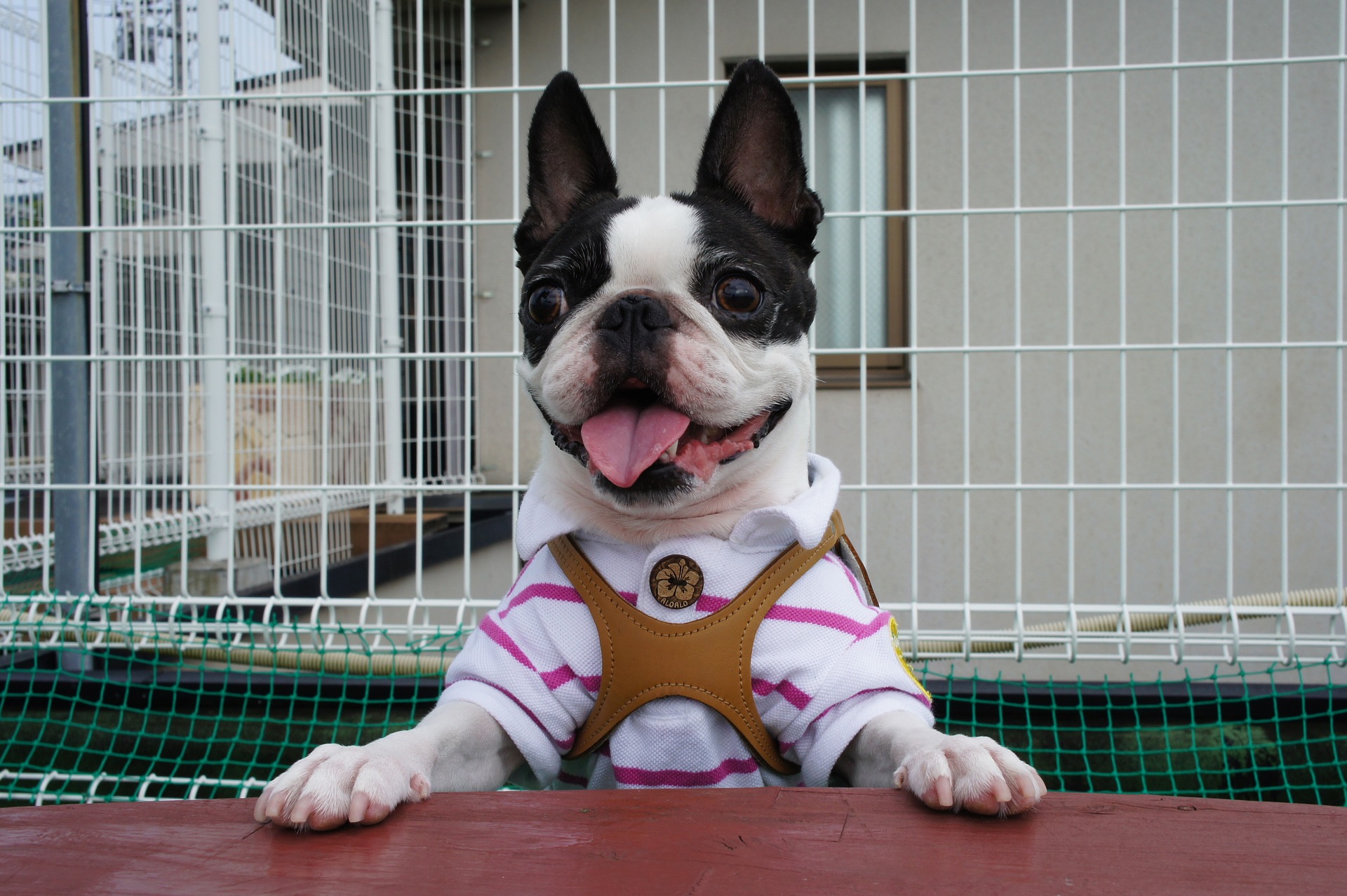 Perro Boston Terrier Características y Cualidades Entra Aqui!