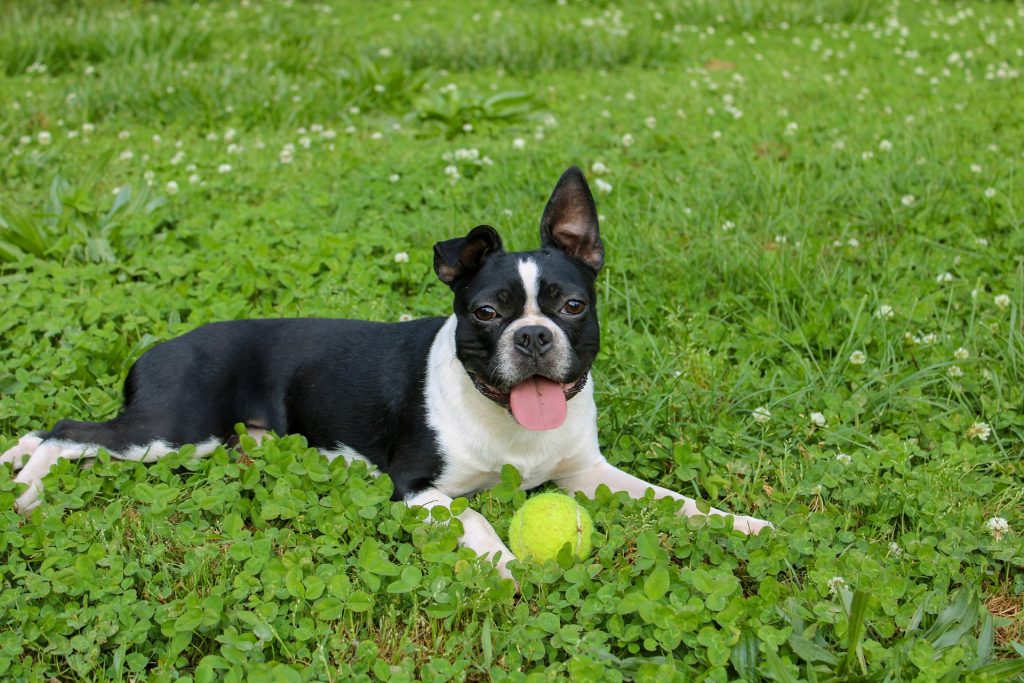 El Perro Boston Terrier El perro boston Terrier Ven y entarate del ...